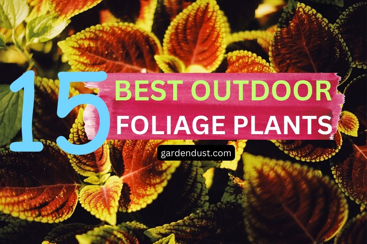 15 BEST OUTDOOR FOLIAGE PLANTS TO GROW - Garden Dust