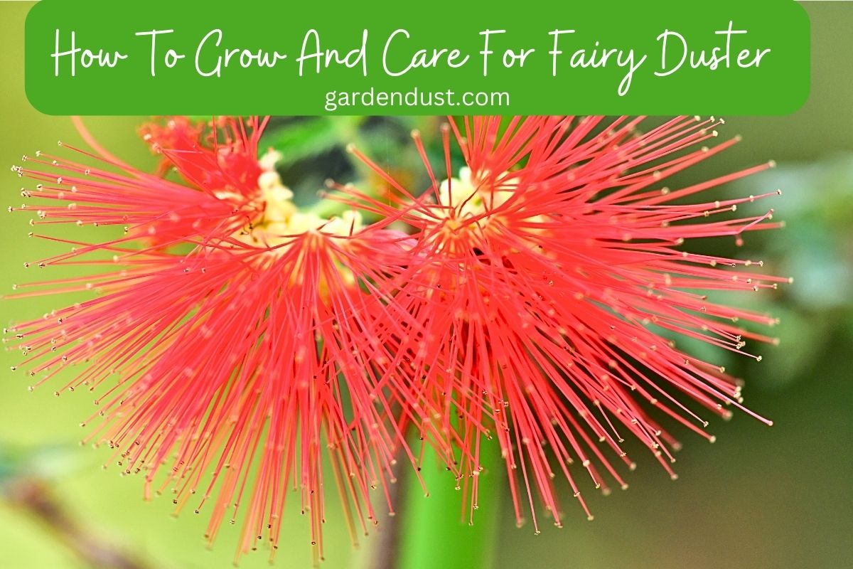 Fairy Duster Pruning