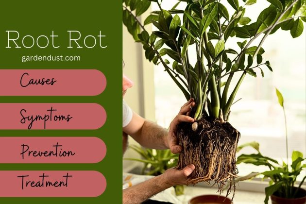 Understanding Root Rot: Causes, Symptoms, Prevention and Treatment ...