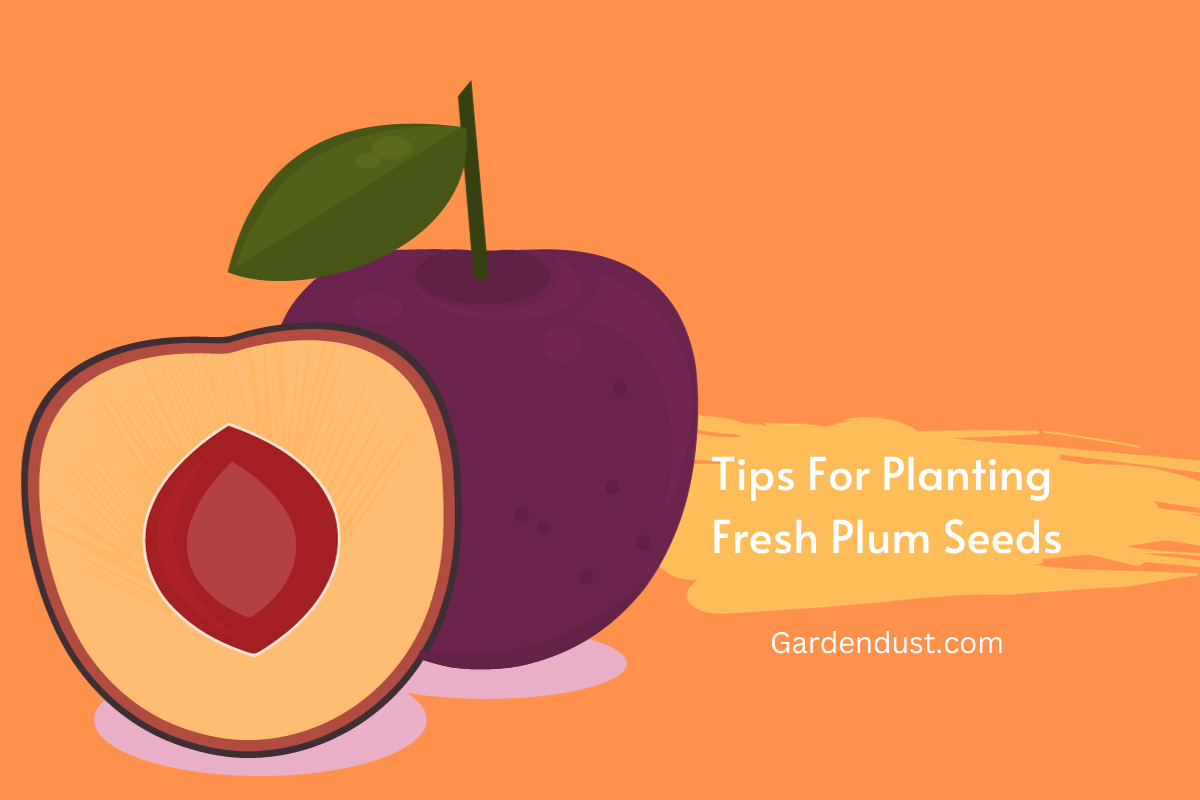 Can I Plant a Plum Pit: Tips for Planting Fresh Plum Seeds - Garden Dust