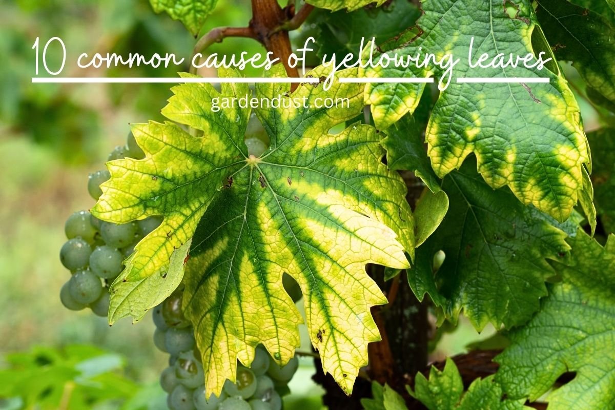 10 Common Causes of Yellowing Leaves in Outdoor Plants - Garden Dust