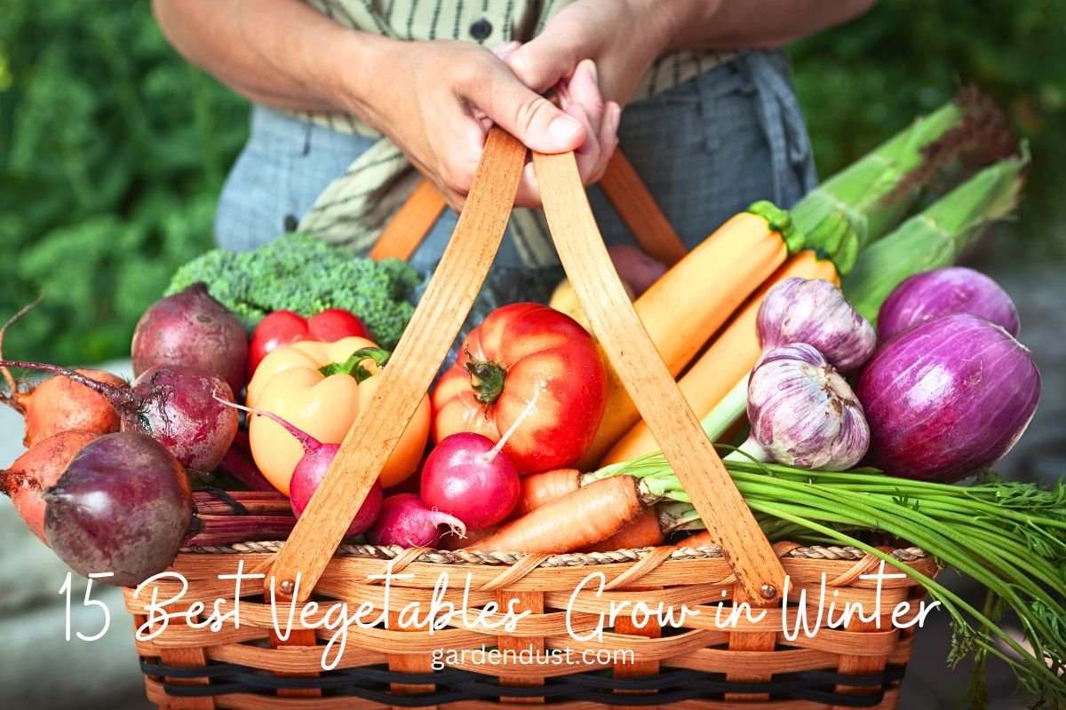15 Best Vegetables Grow in Winter - Garden Dust