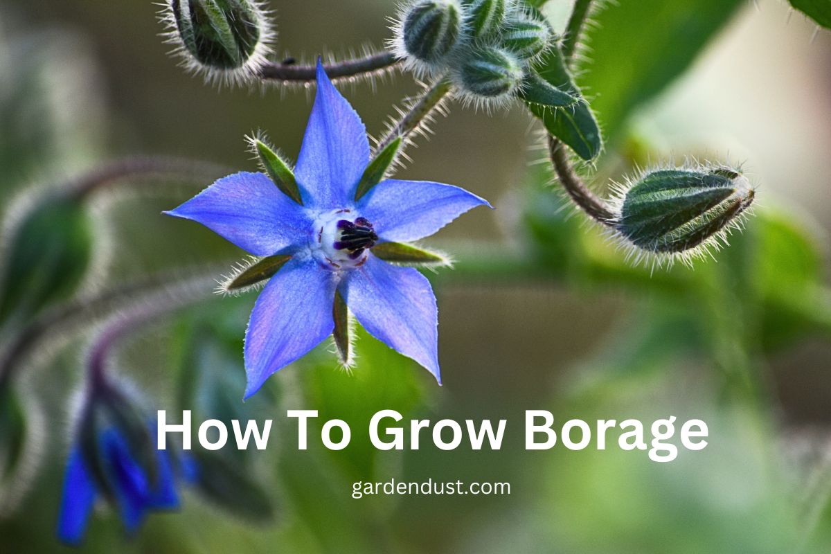 How To Grow Borage - Garden Dust