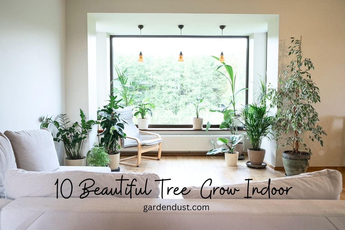 10 Beautiful Tree That You Can Grow Indoor - Garden Dust