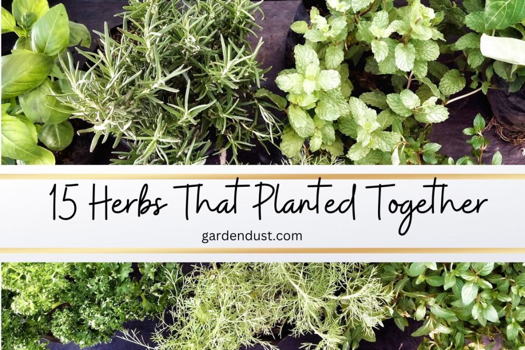 15 Herbs That Planted Together - Garden Dust
