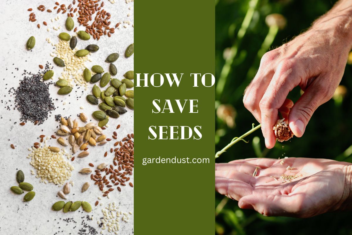 How To Save Seeds -A Comprehensive Guide On Saving Seeds For ...
