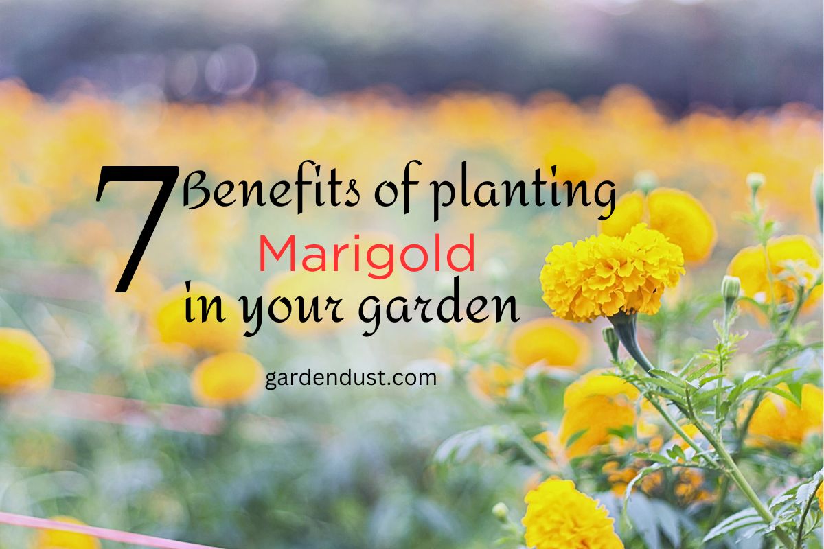 7 Benefits of planting marigold in your garden - Garden Dust