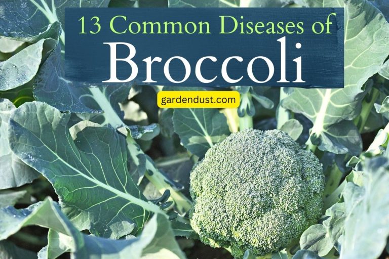13 Common Diseases of Broccoli - Garden Dust