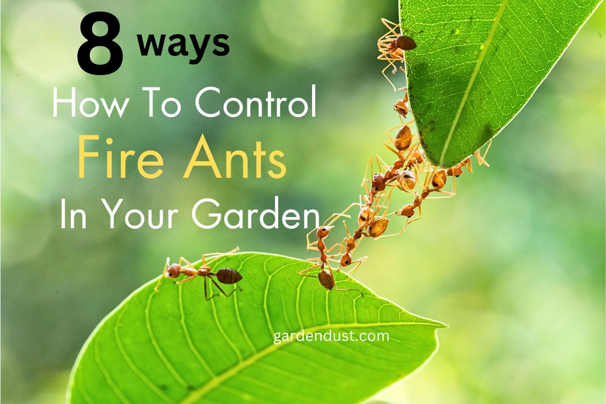 8 ways-How To Control Fire Ants In Your Garden - Garden Dust