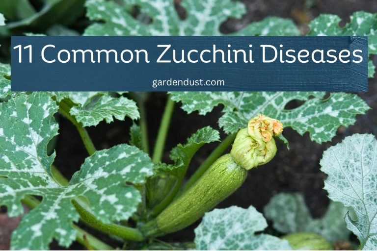 11 Common Zucchini Diseases - Garden Dust