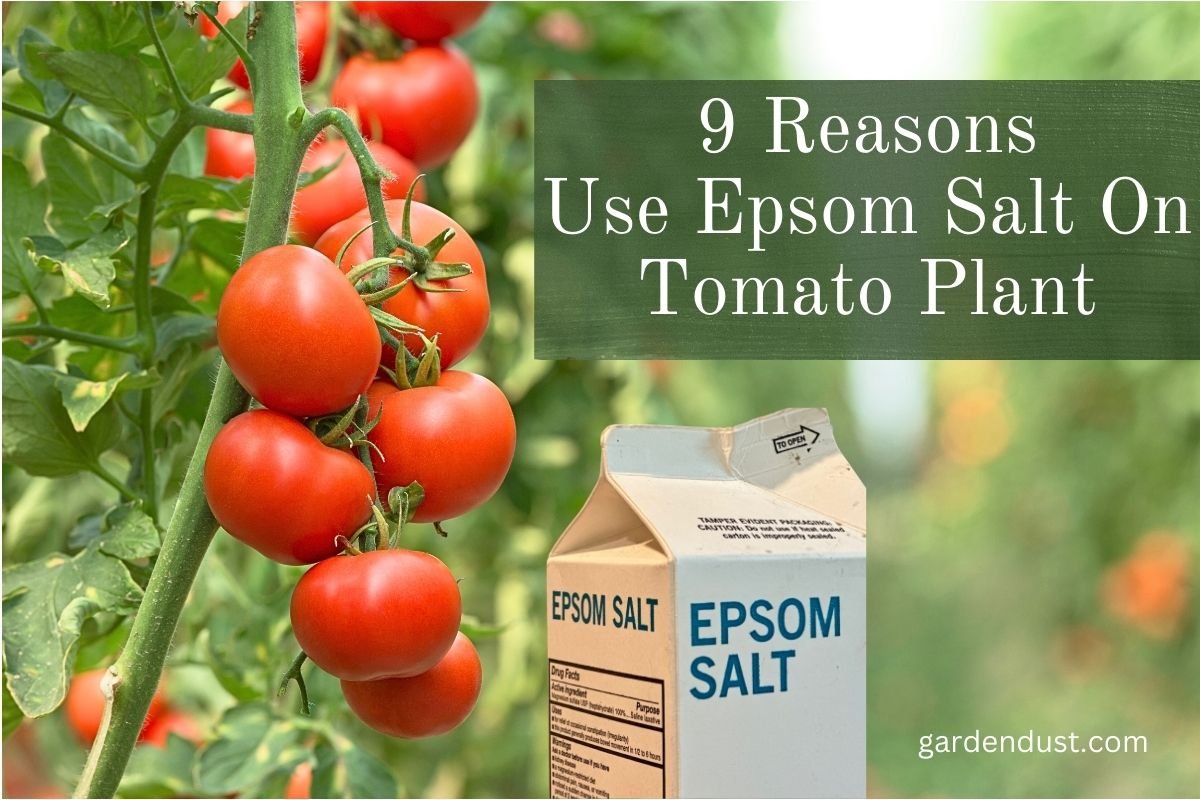 9 Reasons- Use Epsom Salt On Tomato Plant - Garden Dust