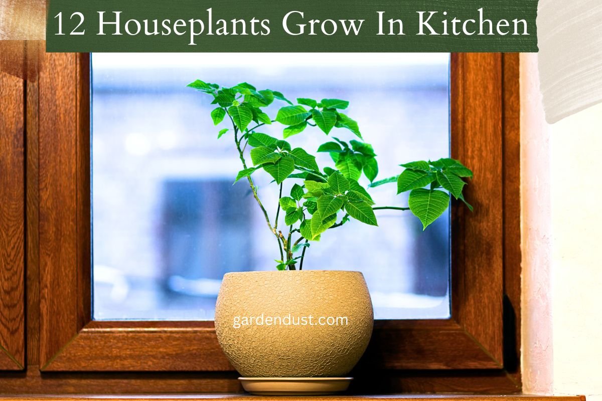 12 Houseplants Grow In Your Kitchen - Garden Dust