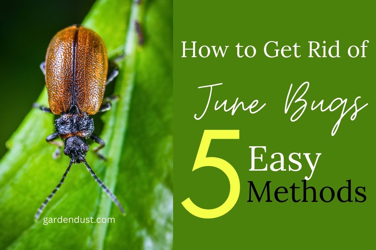 How to Get Rid of June Bugs: 5 Easy Methods - Garden Dust How to Get Rid of June Bugs: 5 Easy Methods - Garden Dust