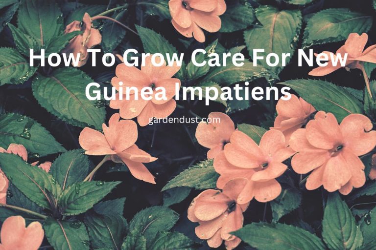 How To Grow Care For New Guinea Impatiens - Garden Dust