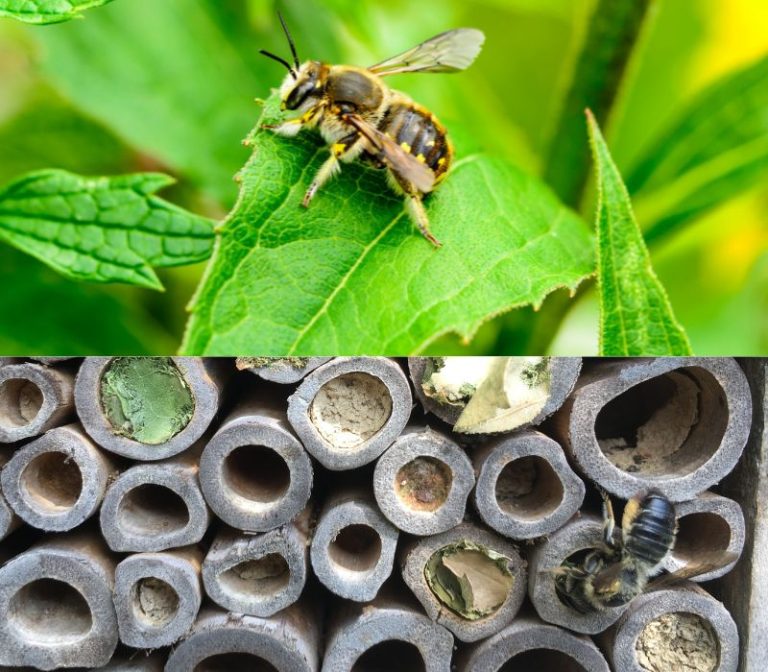 How To Control Leaf Cutter Bee-6 methods - Garden Dust