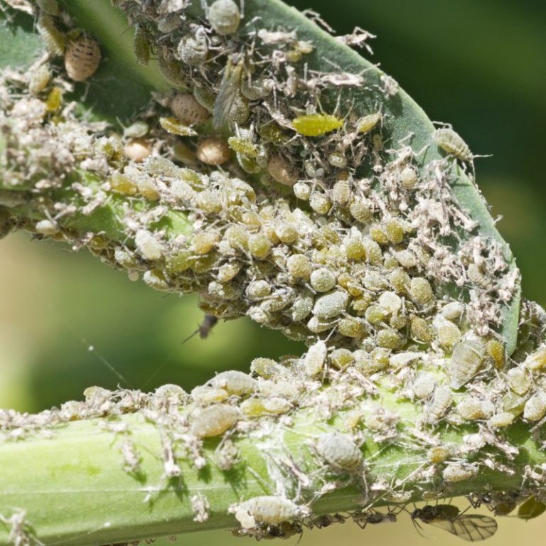 8 Common Brussels Sprout Pests - Garden Dust