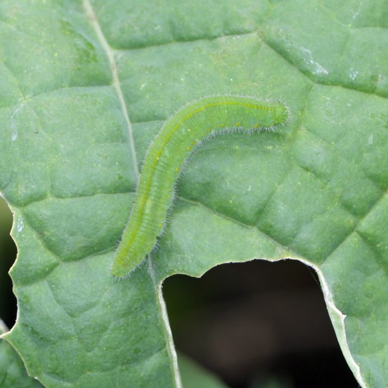 8 Common Brussels Sprout Pests - Garden Dust