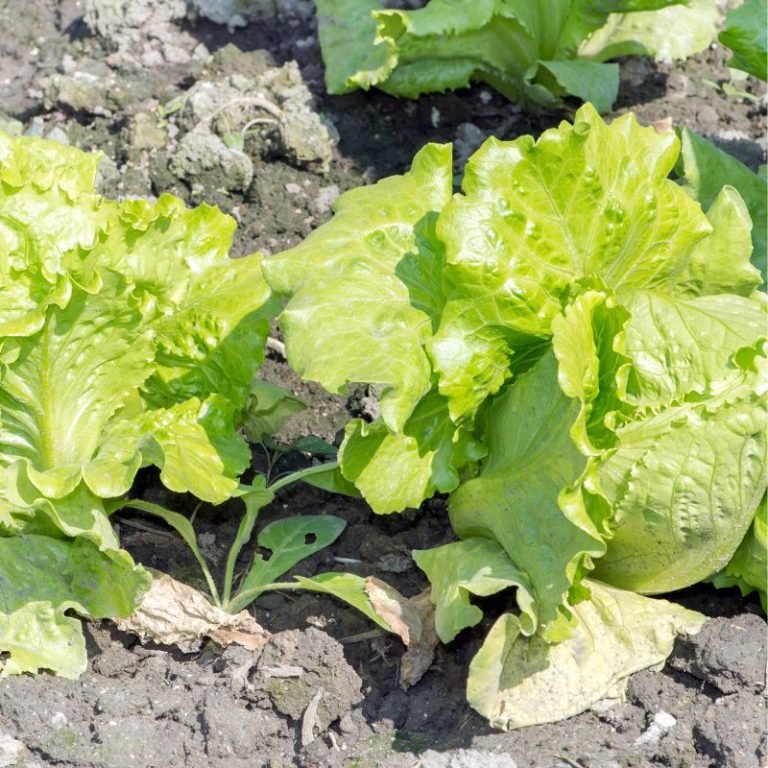 When and How to Harvest Garden Vegetables - Garden Dust