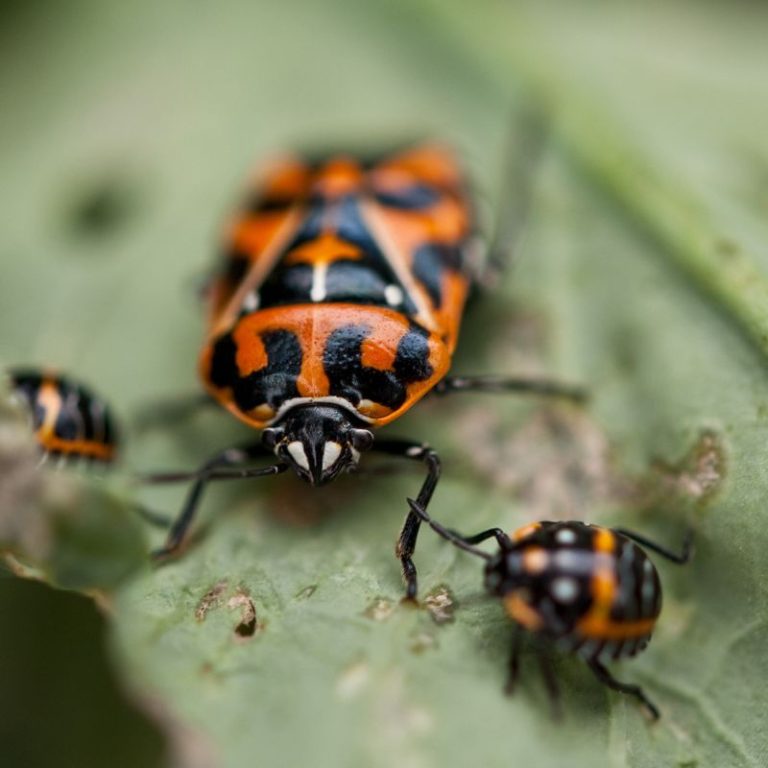 8 Common Brussels Sprout Pests - Garden Dust