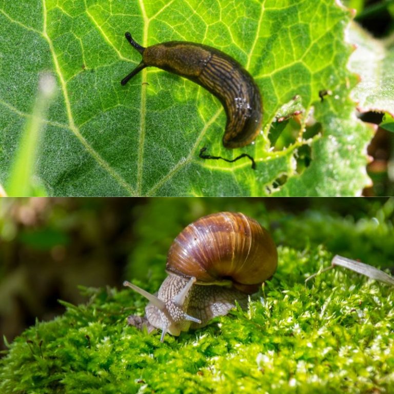 8 Common Brussels Sprout Pests - Garden Dust