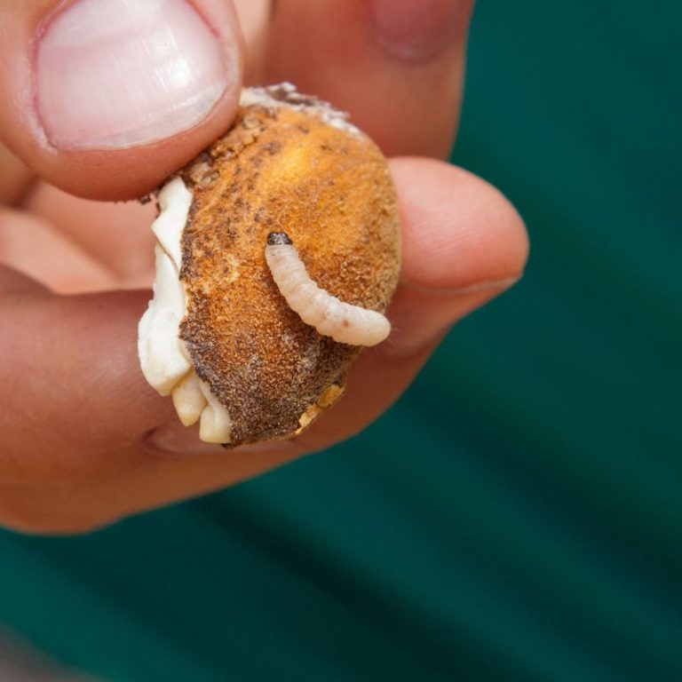 8 Common Brussels Sprout Pests - Garden Dust