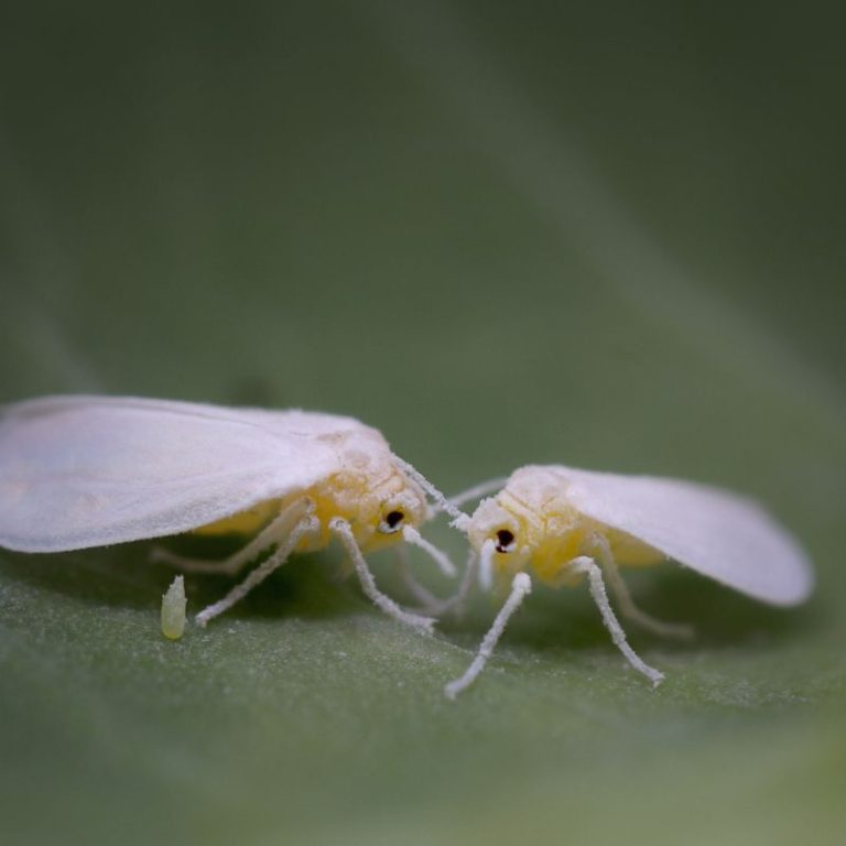 8 Common Brussels Sprout Pests - Garden Dust
