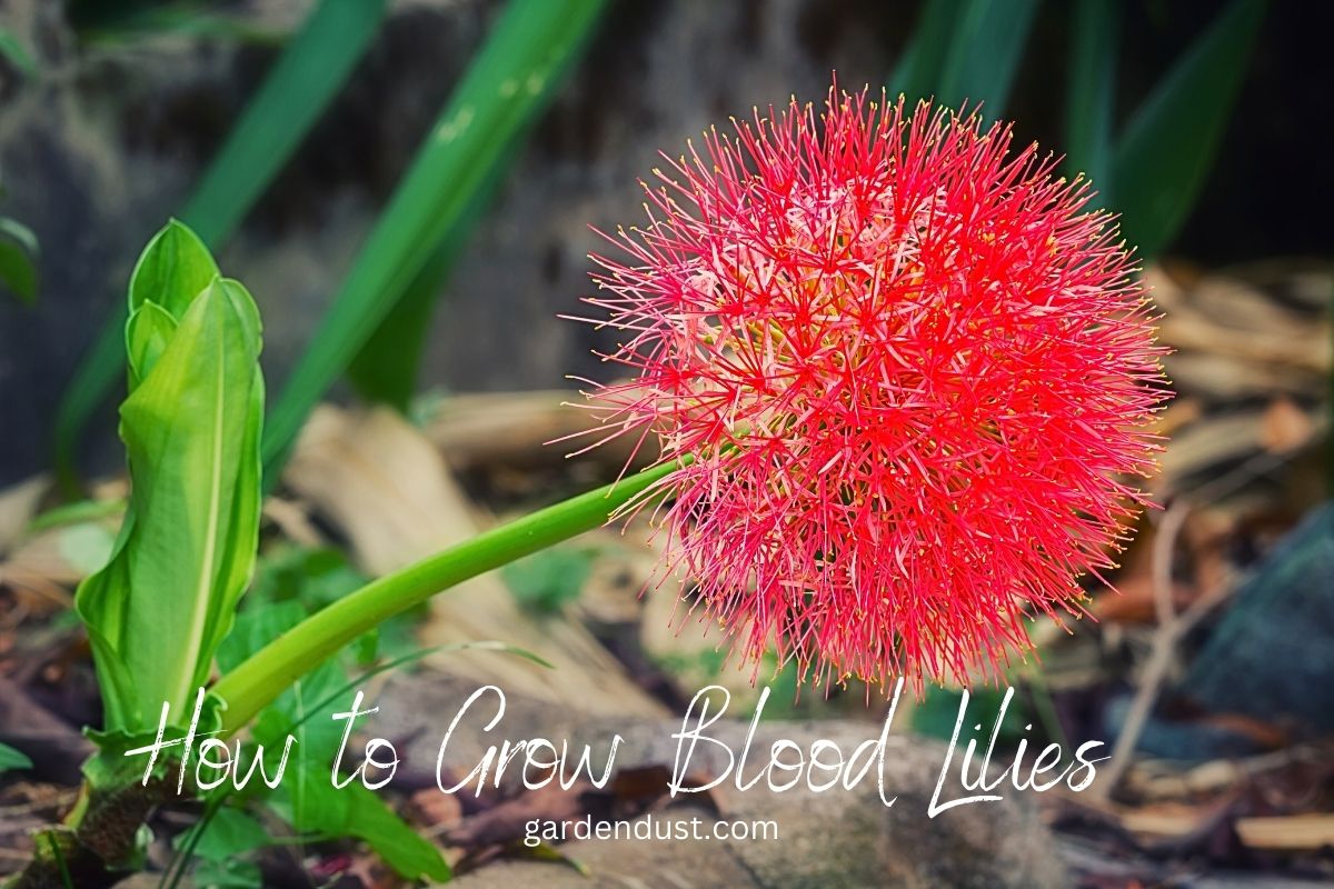 How to Grow and Care for Blood Lilies - Garden Dust