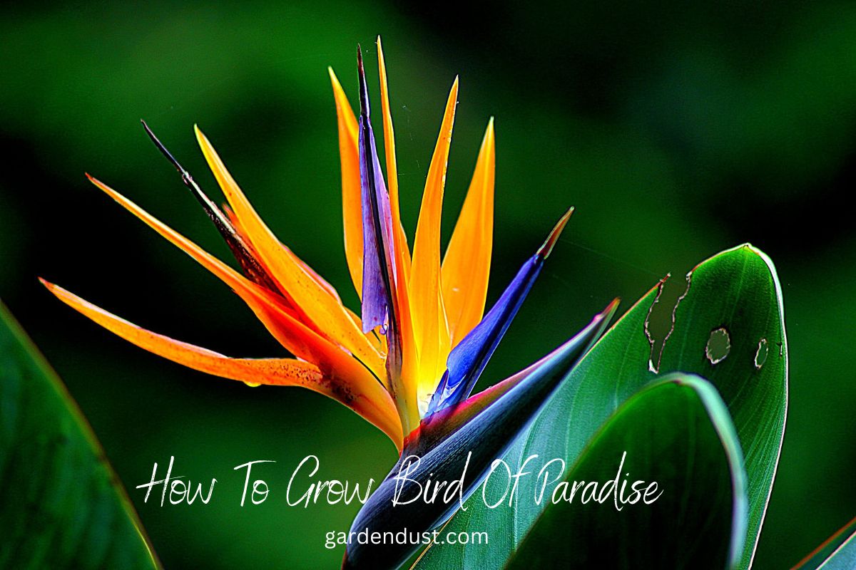 How To Grow Bird Of Paradise - Garden Dust