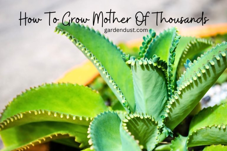 15 Vegetables To Grow In Rainy Season - Garden Dust