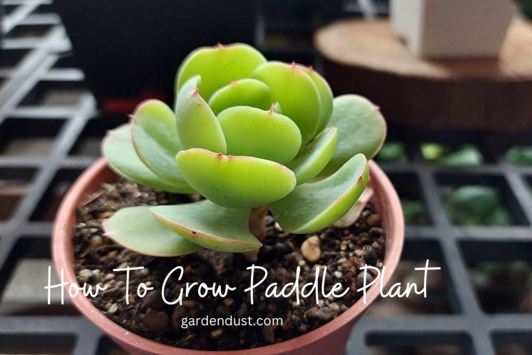 How to Grow and Care for Japanese Sedge - Garden Dust