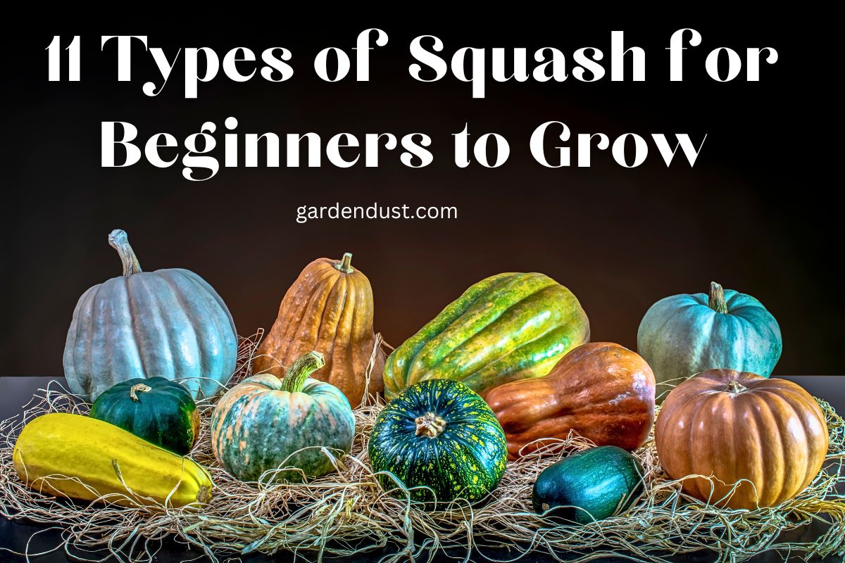 11 Types of Squash for Beginners to Grow - Garden Dust