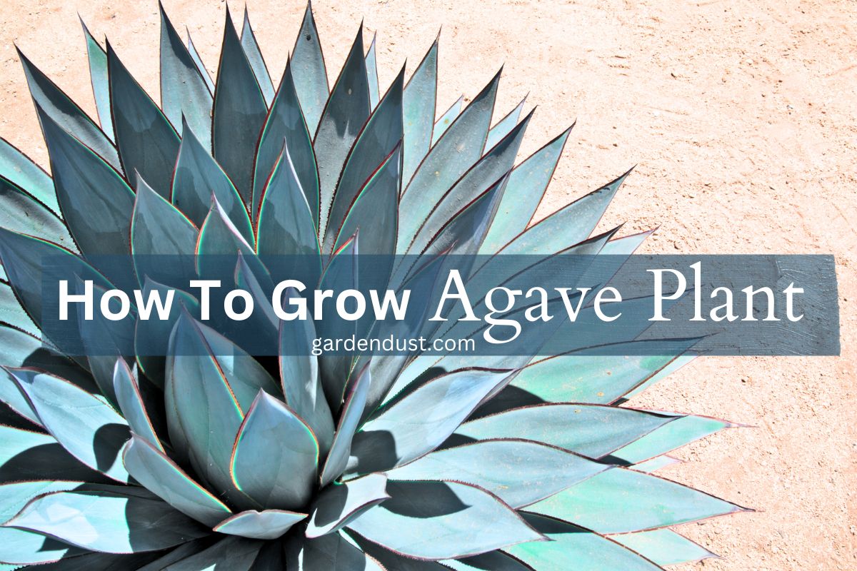 How To Grow Agave Plant - Garden Dust