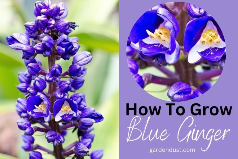 How To Grow Blue Ginger-Dichorisandra Thyrsiflora - Garden Dust