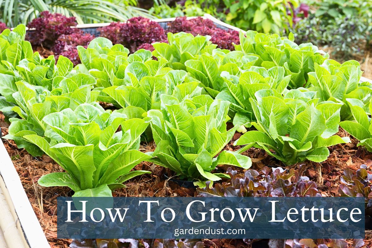 How to Grow Lettuce - Garden Dust