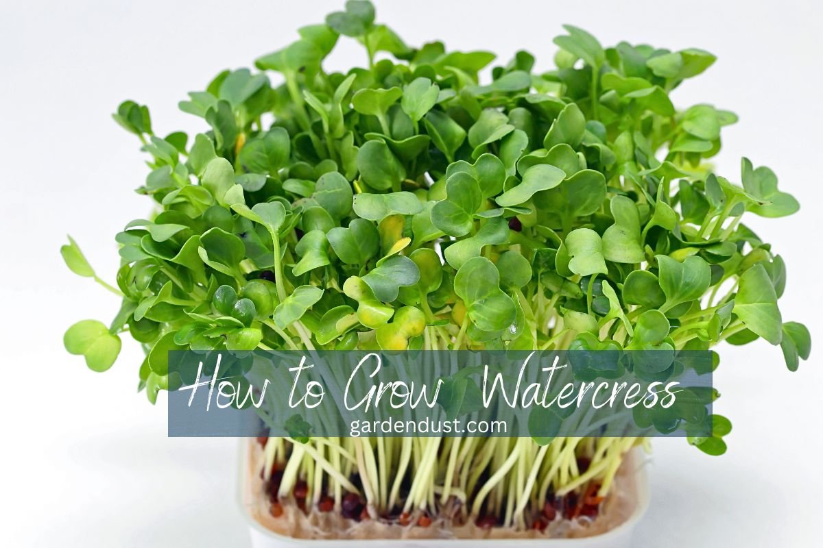 How to Grow and Care for Watercress - Garden Dust