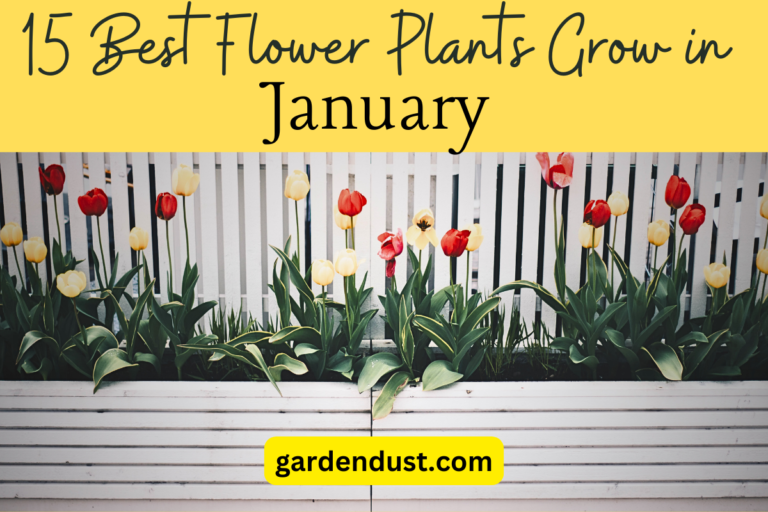 15 Best Flower Plants Grow in January - Garden Dust