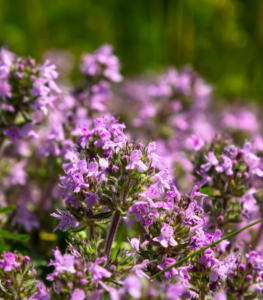 15 lush plants for ground cover - Garden Dust