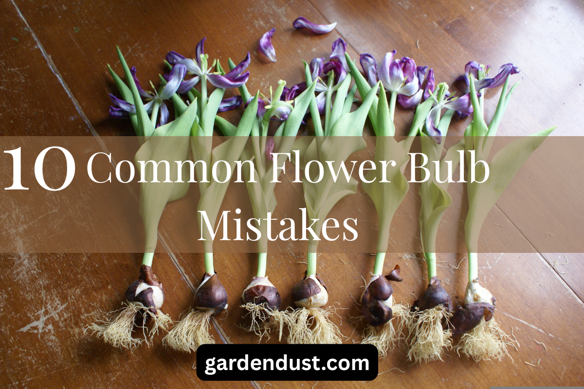 10 Common Flower Bulb Mistakes and How to Avoid Them - Garden Dust