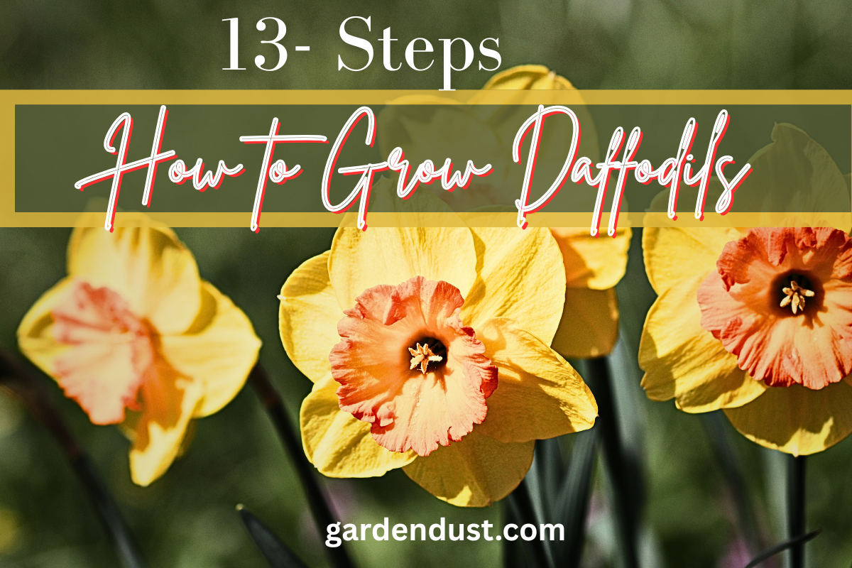 13 steps-How to Grow Daffodils - Garden Dust