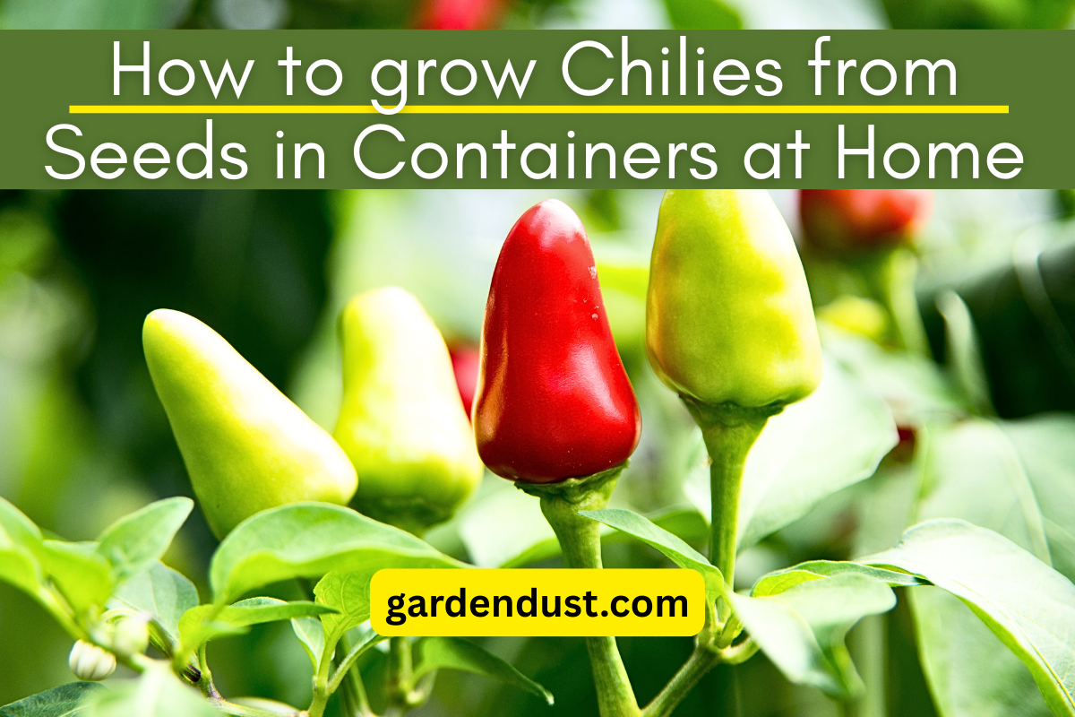 How to Store Tulip Bulbs After They Bloom-6 Steps - Garden Dust