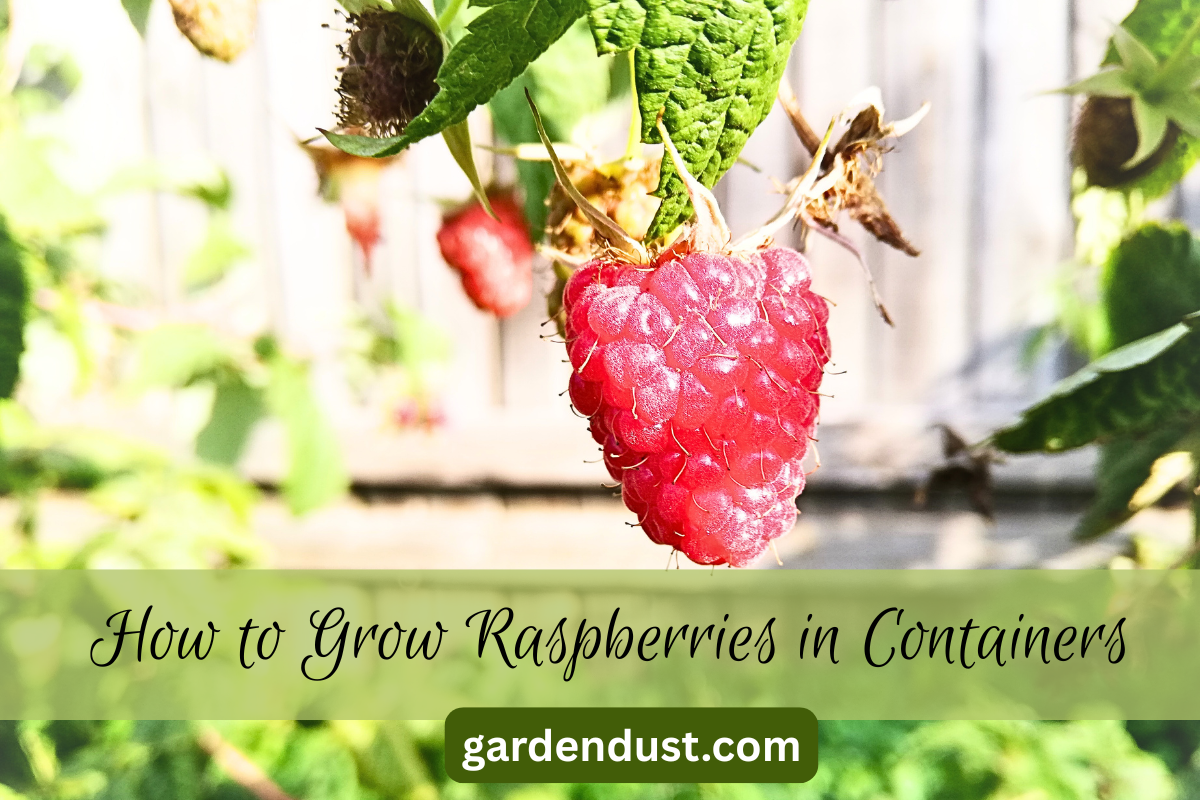 how to Grow Raspberries in Containers - Garden Dust