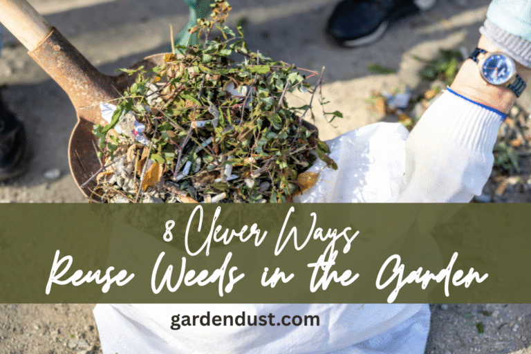 9 Uses Of Sage Leaves - Garden Dust